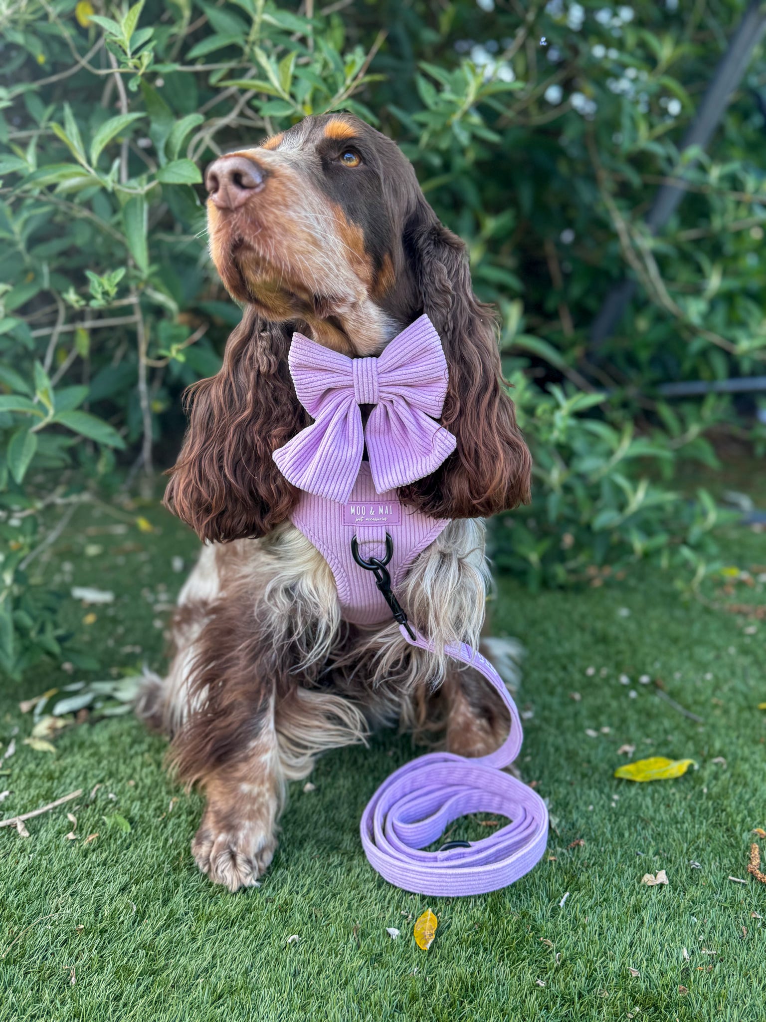 Lavender Daze 5-Piece Bundle – Pawelier